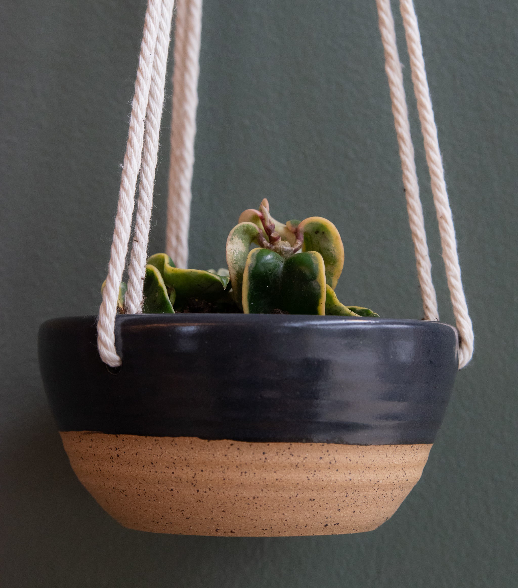Hoya Rope Variegated in Black Mini Hanging Planter | East Wheeling ...
